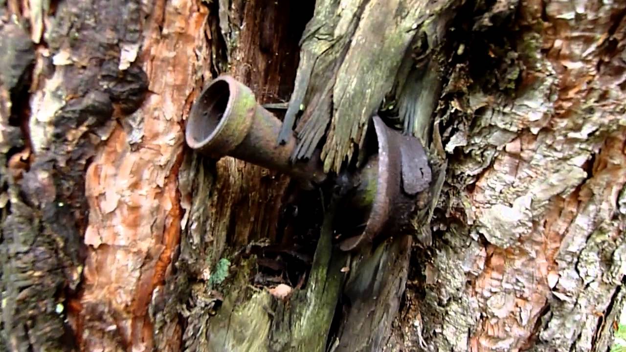 WW2 Relikte Teil 34 : Bombenzünder im Baum eingewachsen ( Sondeln ...