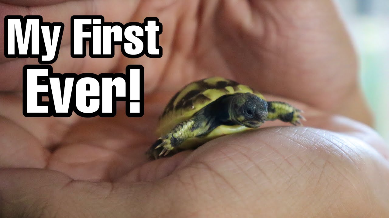 FIRST BABY TURTLE TO HATCH IN NEW BUILDING *Adorable* - YouTube