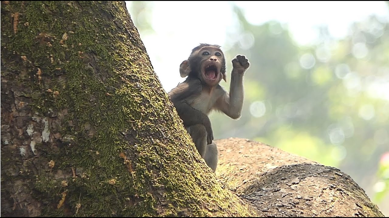 Much Fruit Has Been Throw Help Feed Alexander Troop But Saw Only Mom ...