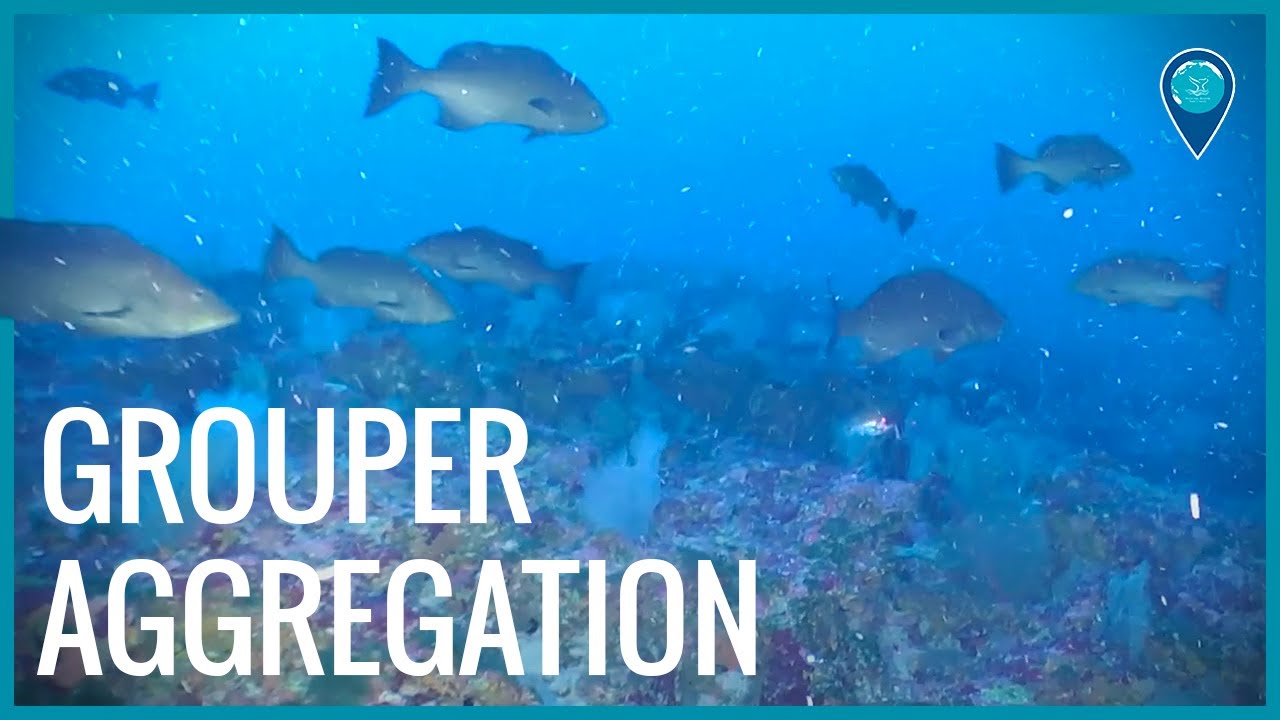 Grouper spawning aggregation near Flower Garden Banks National Marine ...