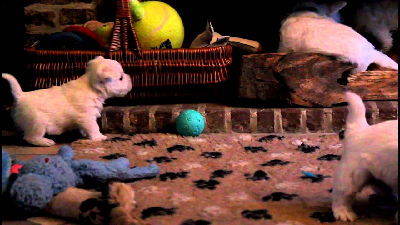 Westie puppies having fun part 2 - YouTube