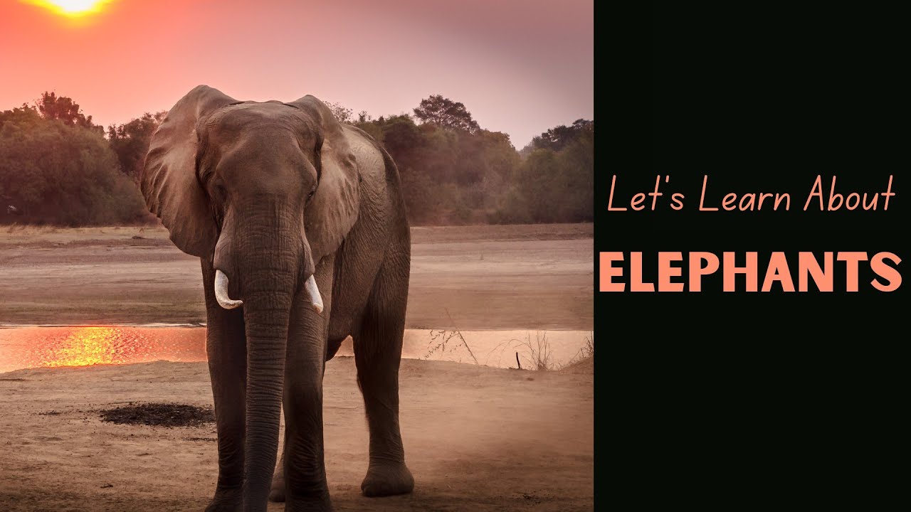 Let's Learn About Elephants! Fun Educational Video for Animal Lovers! 🐘 ...