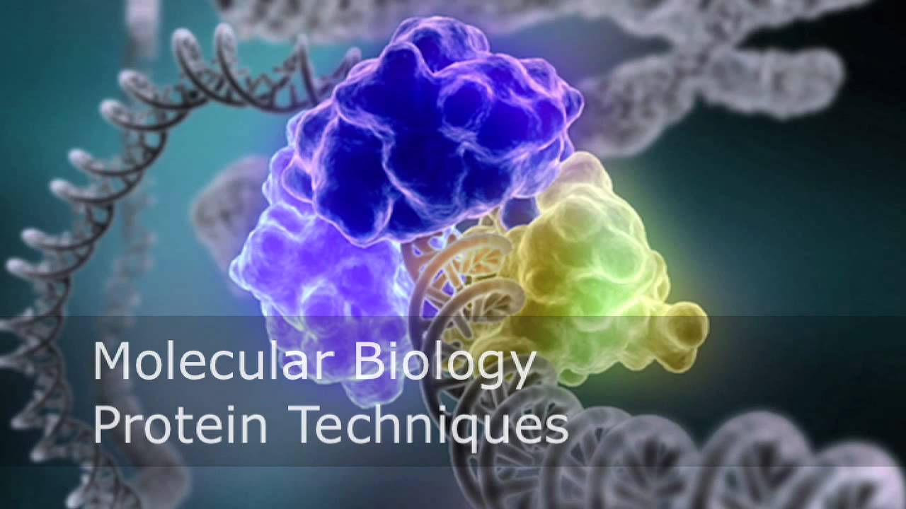 Module 3 - Protein Techniques - YouTube