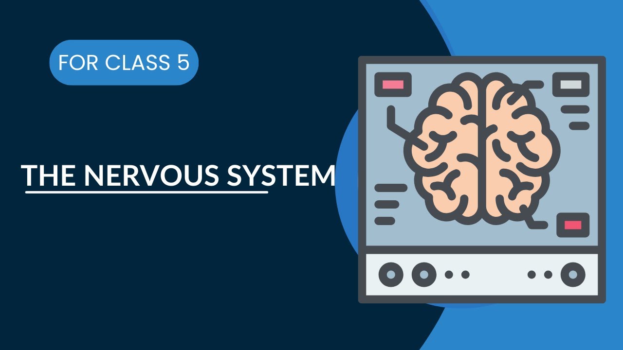 CHAPTER - THE NERVOUS SYSTEM | CLASS - 5 | EVS - YouTube
