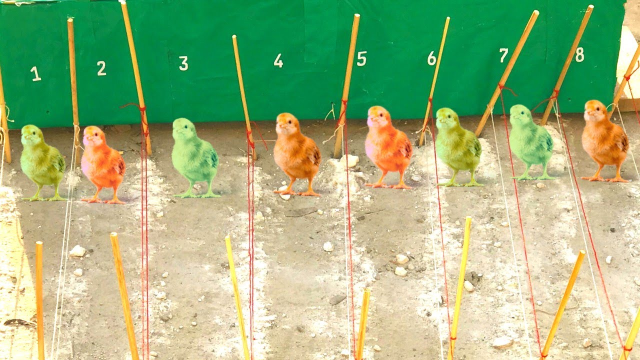 Hen Chicks Racing game | Color Chicks | Small Birds | Roosters and Hens ...