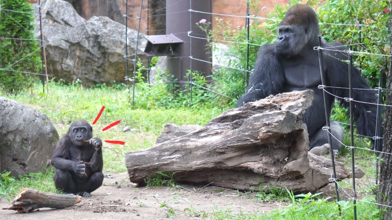 Baby gorilla Sumomo stays with silverback Haoko - YouTube