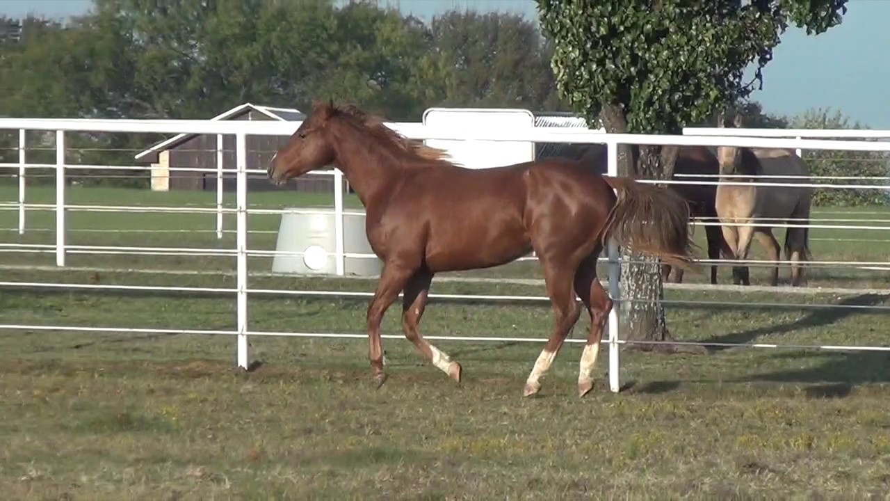 Gunnatrashya yearling -**Sold to Ohio - YouTube