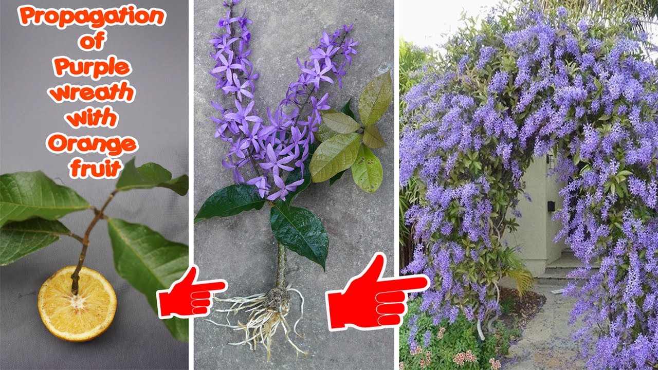 METHOD OF PROPAGATION PURPLE WREATH WITH ORANGE FRUIT - STRONG ROOTING ...