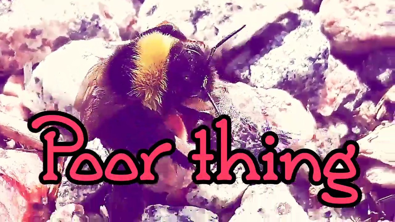 Worst Spring Ever??? World bee day 2020 - YouTube