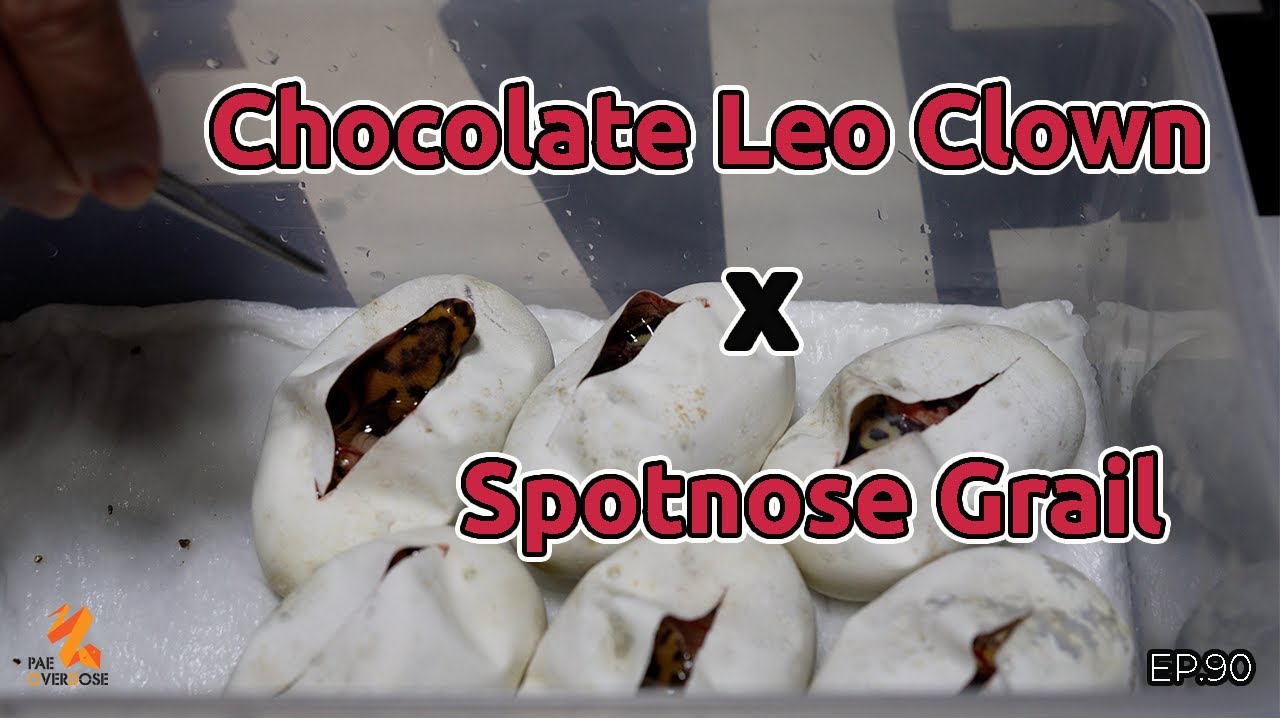 Chocolate Leo Clown X Spotnose Grail - YouTube