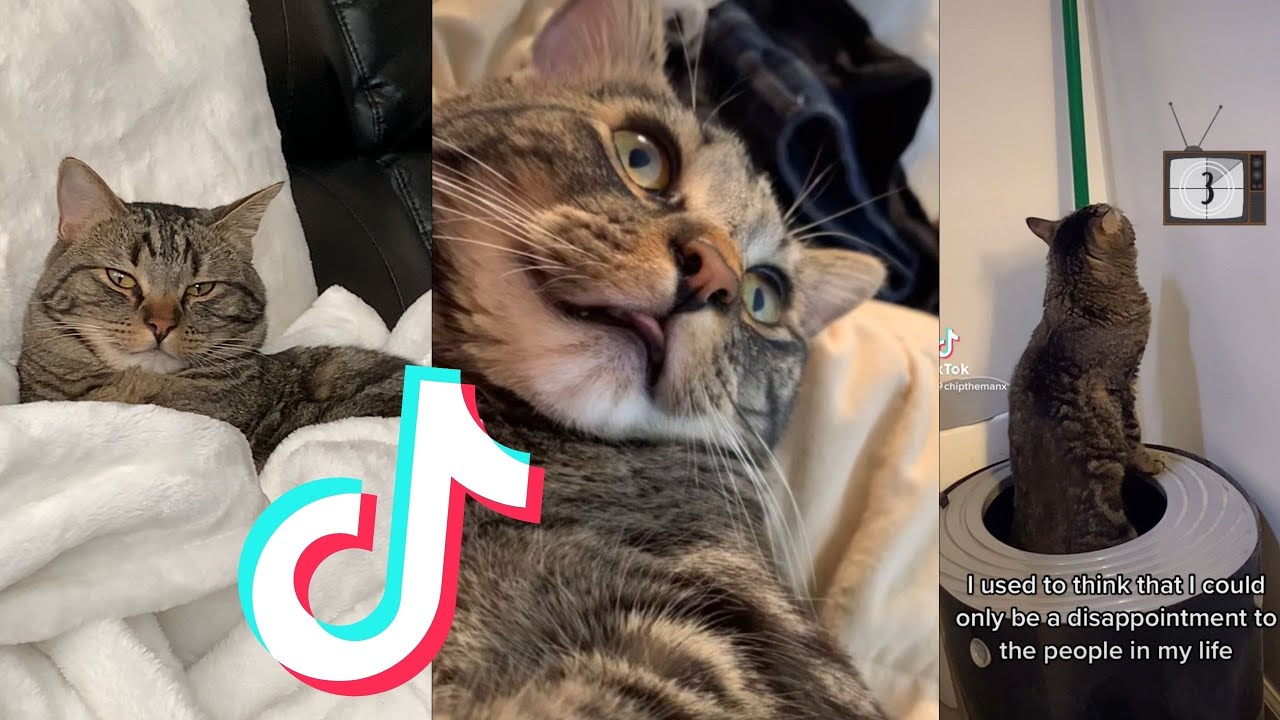 BEST Cat Tiktoks! | Cute Cat September 2021 Compilation - YouTube