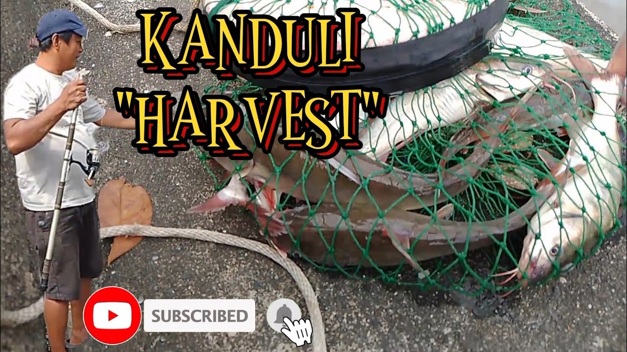 KANDULI "HARVEST"WITH JR. LUMOT!@princepabarlan1050 - YouTube