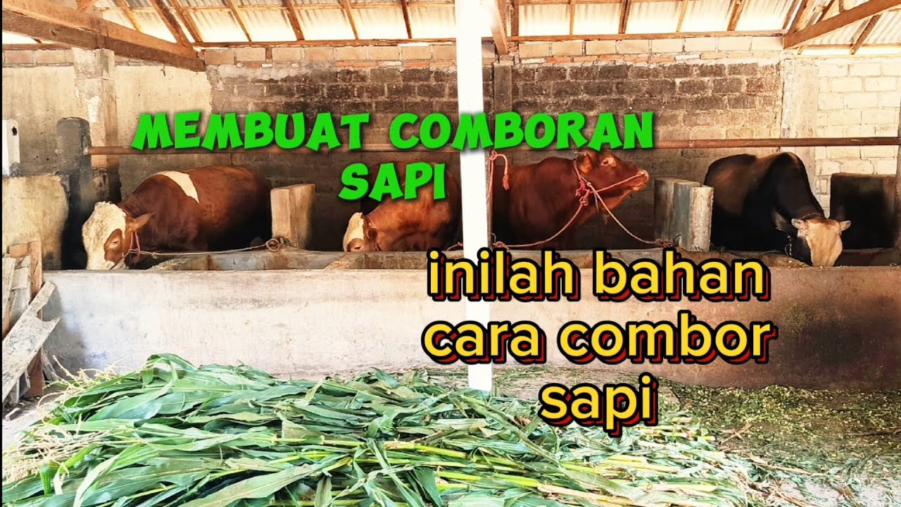 Peternak sapi/bahan pakan sapi/comboran sapi #cow #sapilimousin # ...