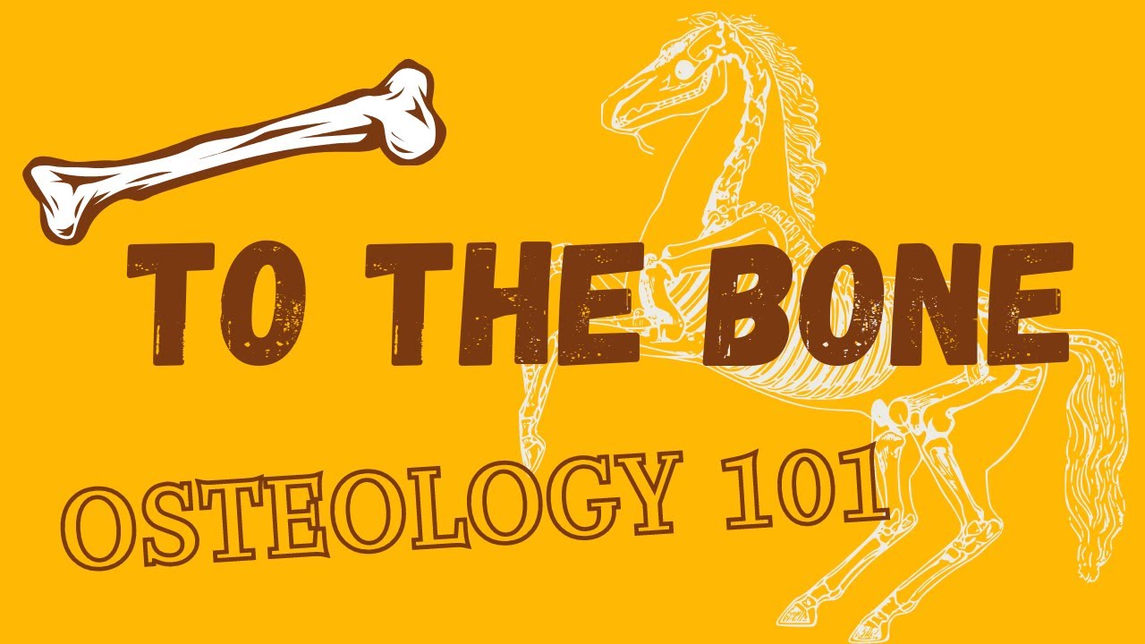 OSTEOLOGY Parts of the bone and BASIC terminology - YouTube