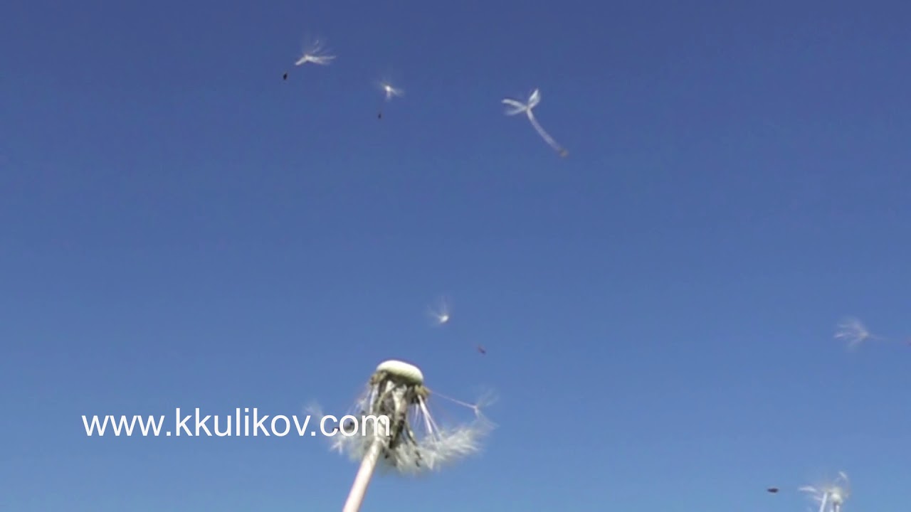 Slow motion ,Wind blows off fuzzes with seeds from a white dandelion ...