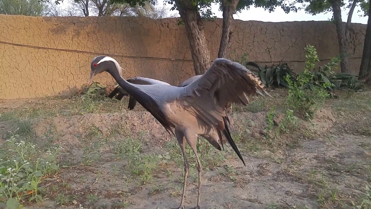 Bards of Konj & baby in pak 03143133122 - YouTube