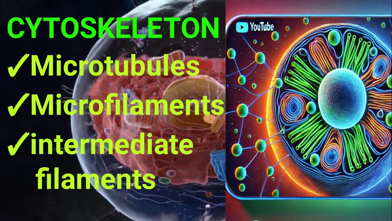 Skeleton of a Eukaryotic cell #cytoskeleton #skeleton #biology #class11 ...