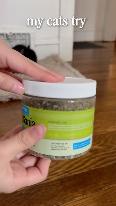 I just wish it didn’t leave a mess everywhere #cat #funny #cute #catlover #trending #catnip # ...