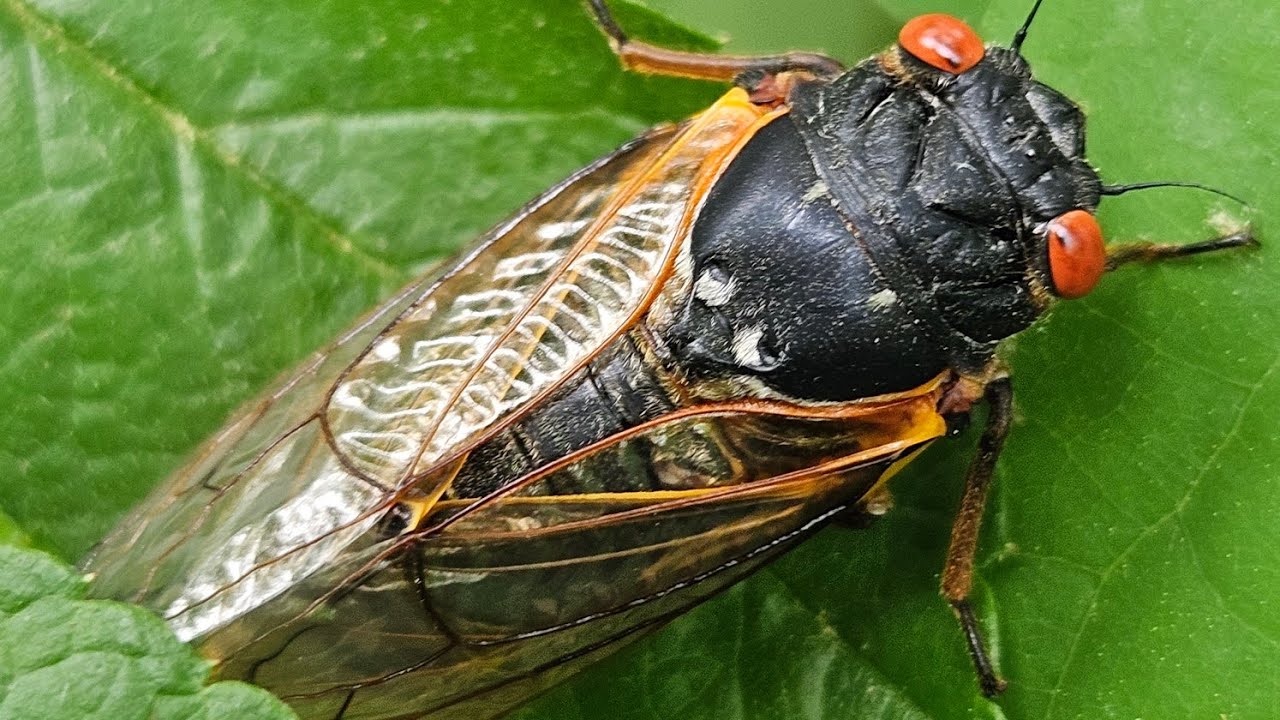 Yahoo! 17 Year Periodical Cicadas - YouTube