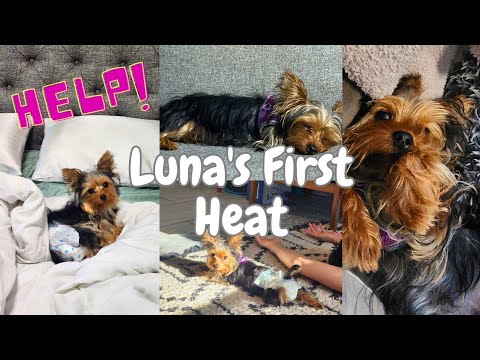 Managing Your Dog's First Heat Cycle - YouTube