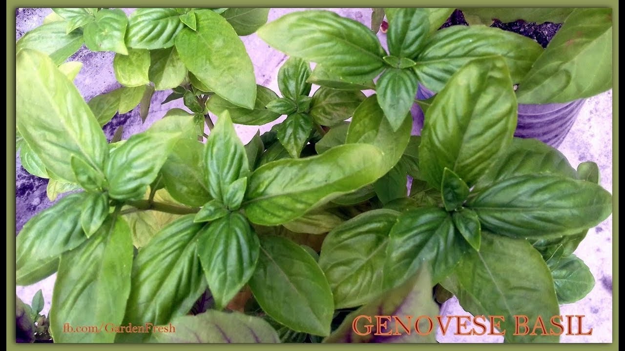 বাংলাদেশে সুইট ব্যাসিল (বেসিল) কালেকশন । Sweet Basil Collection in ...