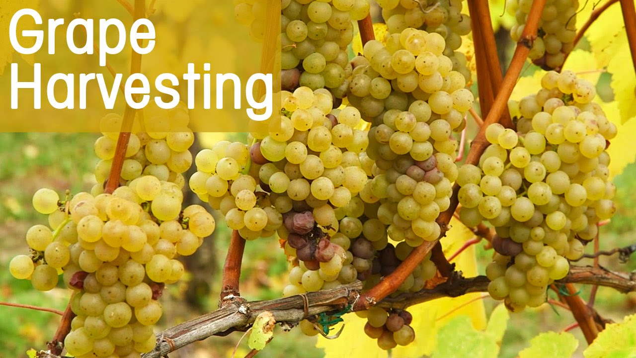 Everything You Wanted to Know About Grape Harvesting | CBC Life - YouTube