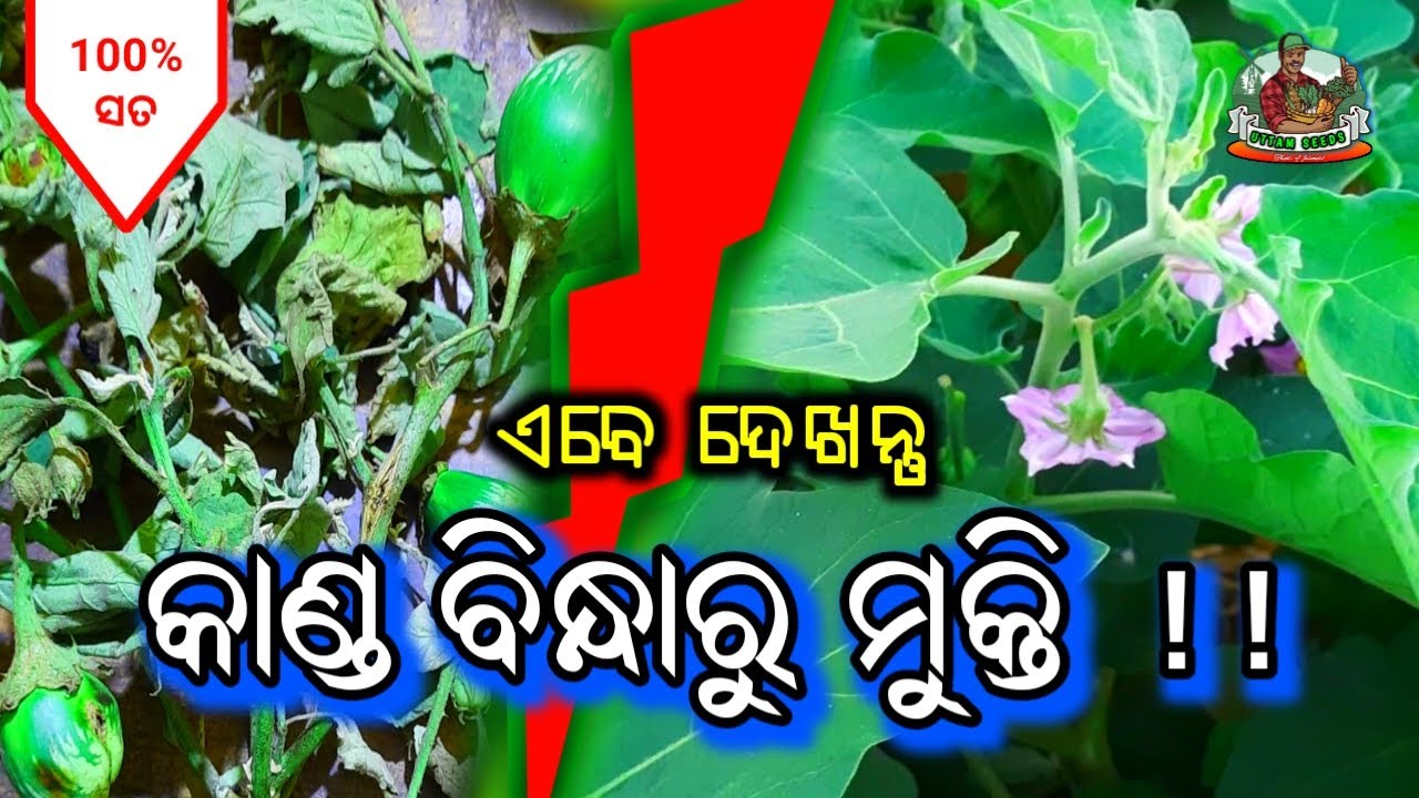 baigana kanda bindha | बैंगन की फसल में तना छेदक का नियंत्रण | Shoot ...