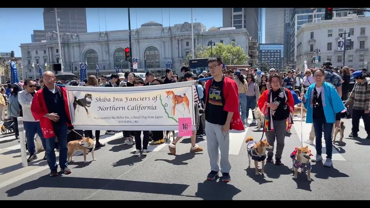 2025 Grand Parade - Shiba Inu participants - YouTube