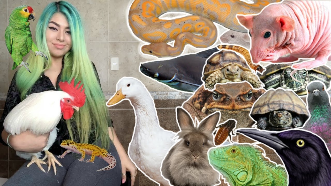 100 of my pets in one video! - YouTube