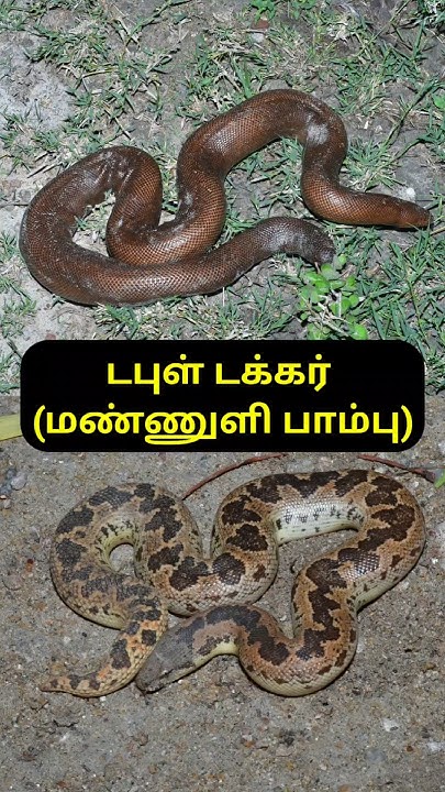 டபுள் டக்கர் (மண்ணுளி பாம்பு) #snake#snakevideo#snakes#tamil# ...