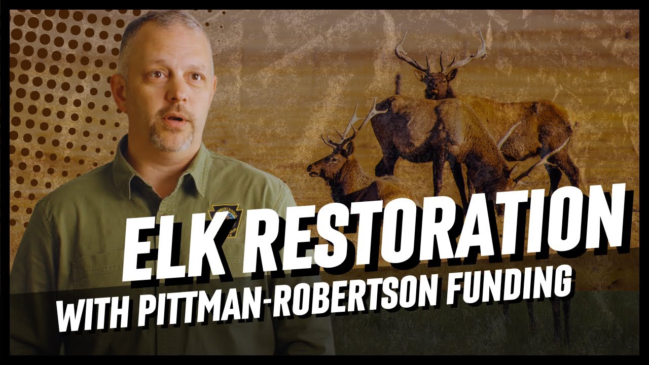 Elk Restoration with Pittman-Robertson Funding | Partner with a Payer ...