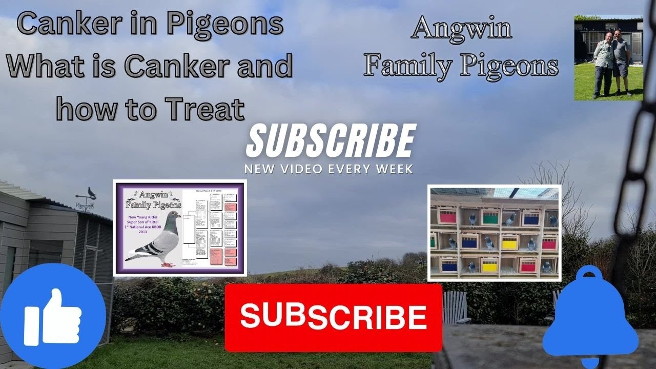 Canker in Racing Pigeons How to get your birds race fit ready From ...