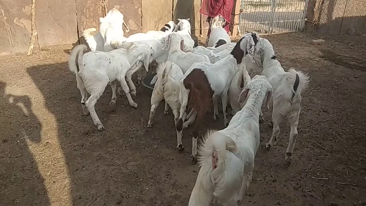 Tamanna goat farm Pvt ltd.bhagwan chawla what's n..8233723712 - YouTube