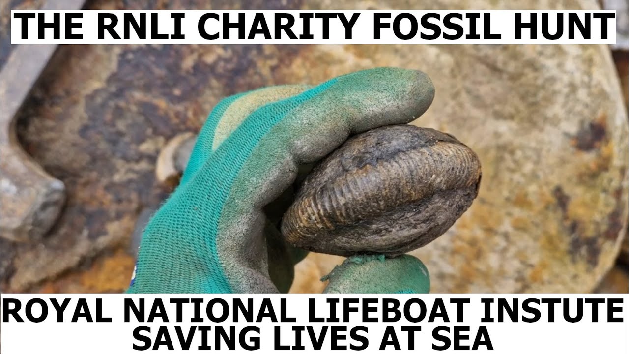 RNLI (Royal National Lifeboat Institution) charity fossil hunt at ...
