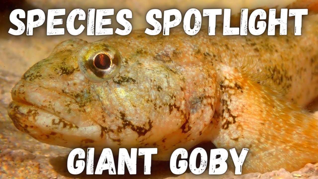 Species Spotlight - Giant Goby (Gobius cobitis) The UK's RAREST Fish ...