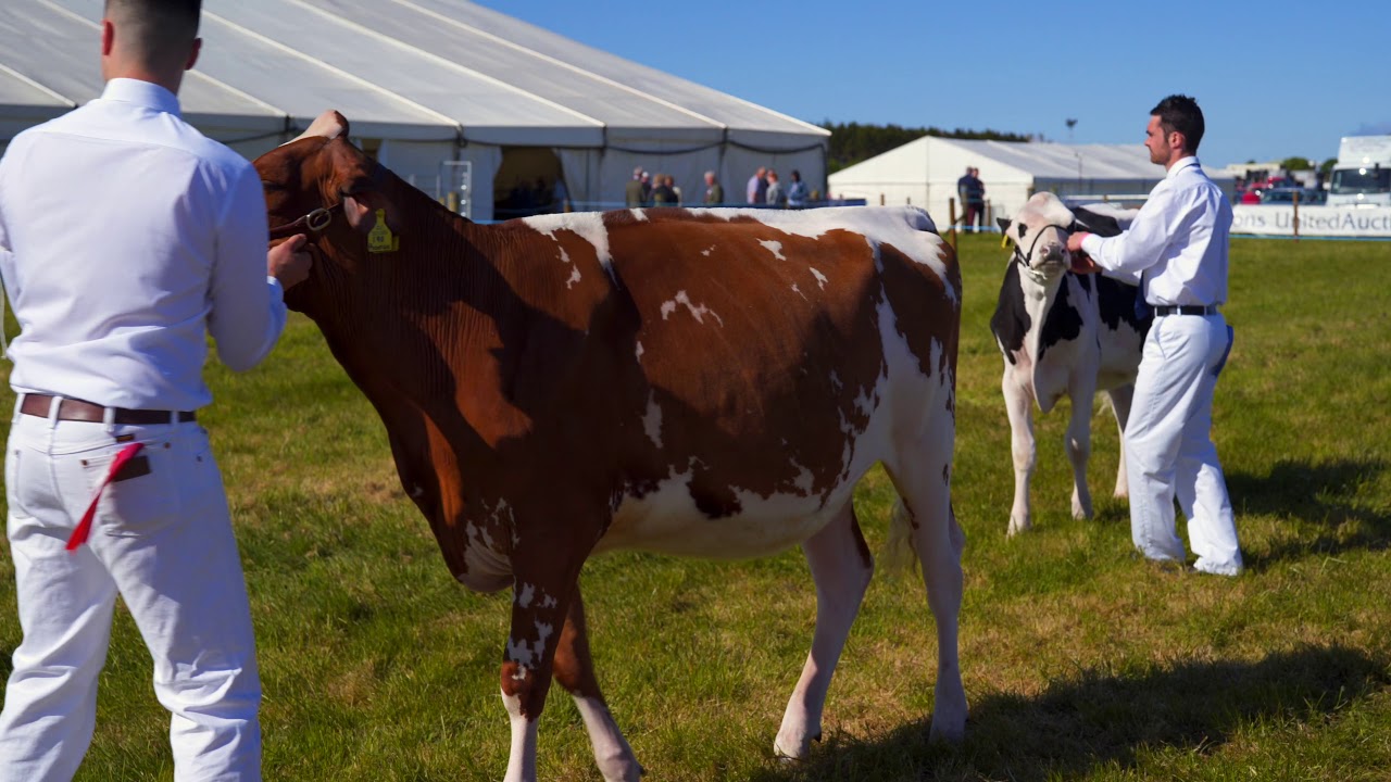 Dairy Calf Showmanship Championship at Ayr County Show 2019.Judge ...