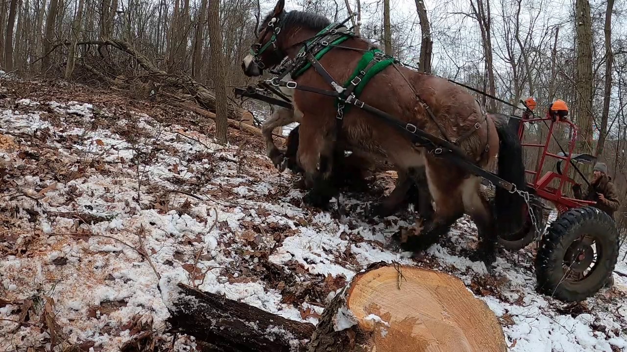 Logging With Horses, An uphill skid. 8 - YouTube
