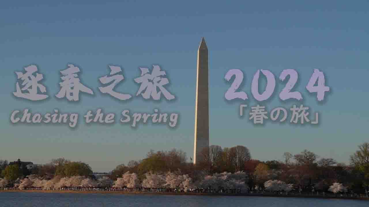 Chasing the Spring 2024 Act.1: CHERRY BLOSSOM of Washington DC（春の旅2024 ...