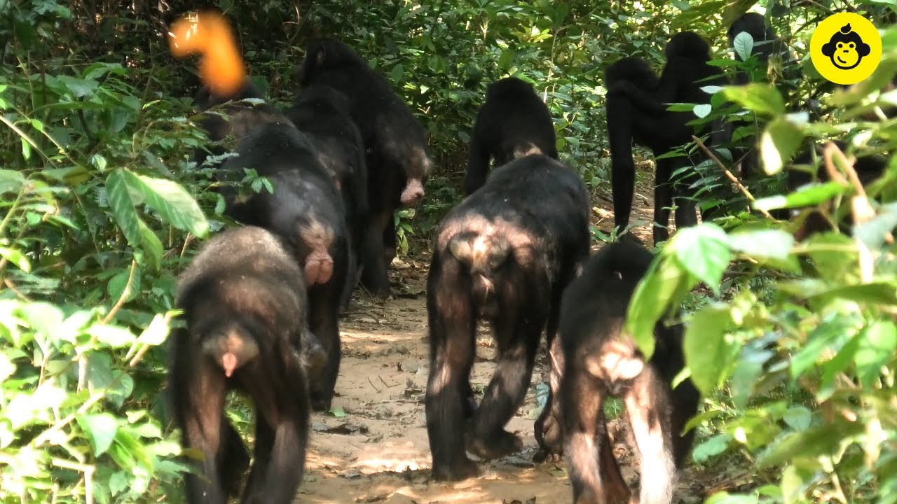 Ranging behavior among wild bonobos!【Observations of Bonobos #40】 - YouTube