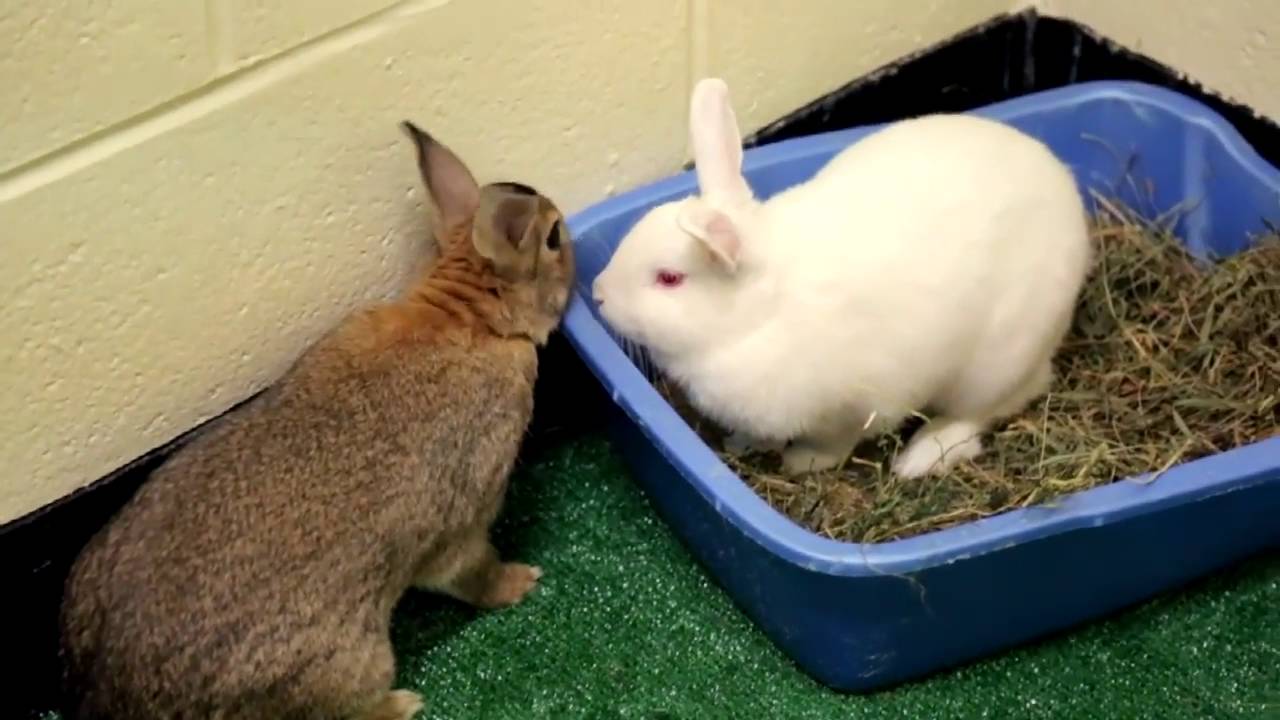 Rabbit Speed Dating - YouTube