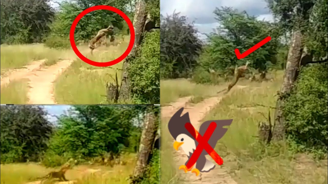 Viral video of a Leopard catches its prey while flying in the air, best ...