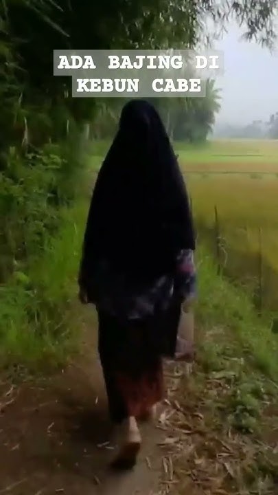 BAJING DIKEBUN CABE - YouTube