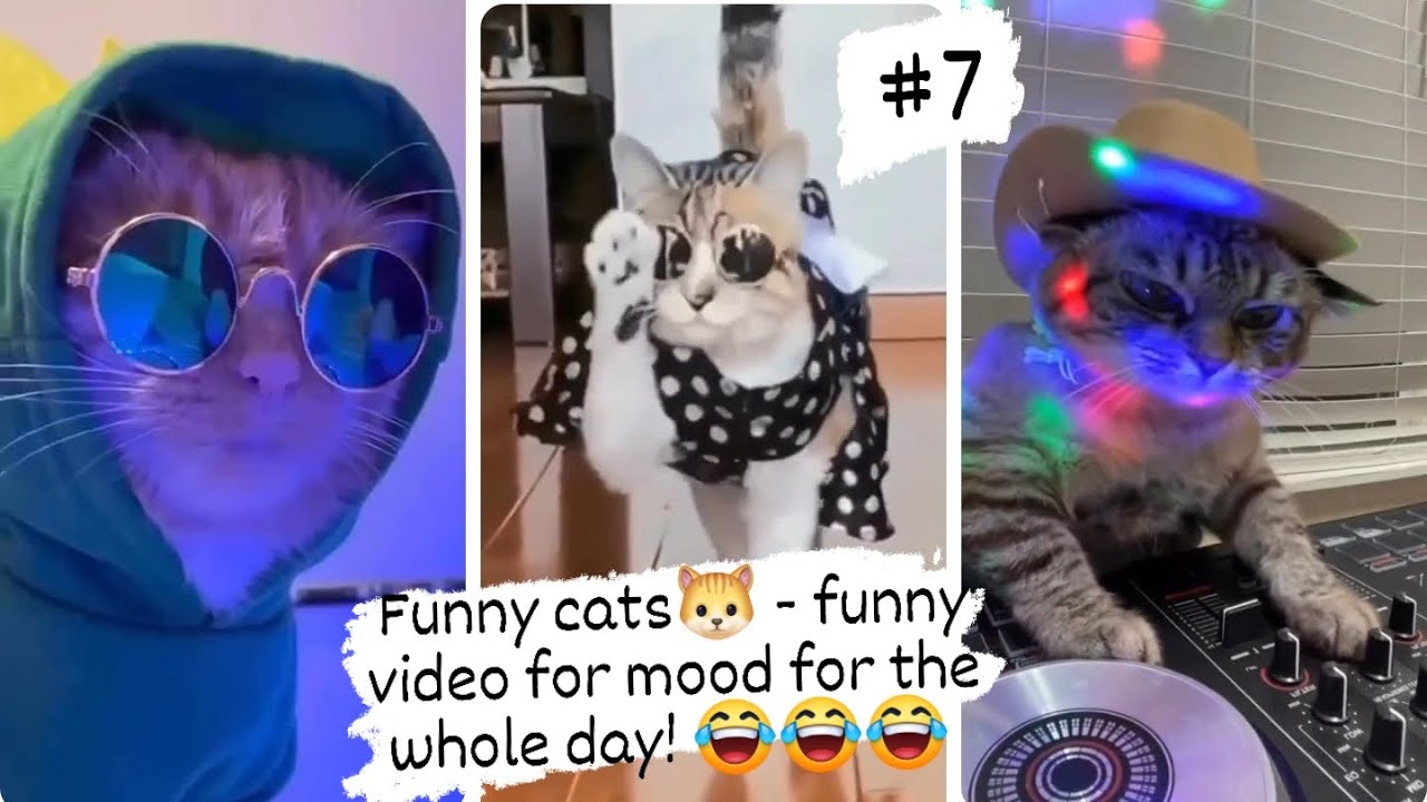 Funny cats🐱 - funny video for mood for the whole day! 😂😂😂 #7. Best ...
