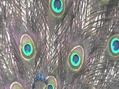 Aggressive Peacock - YouTube