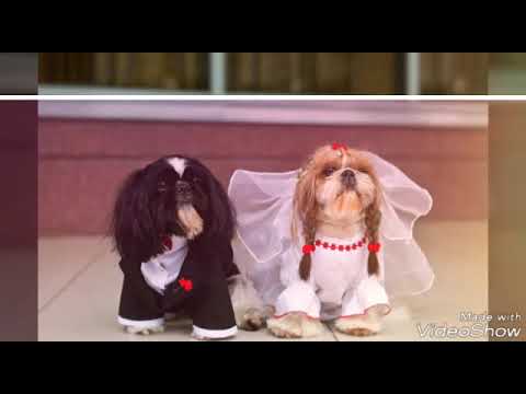 Şirin itlər(sweet dogs)