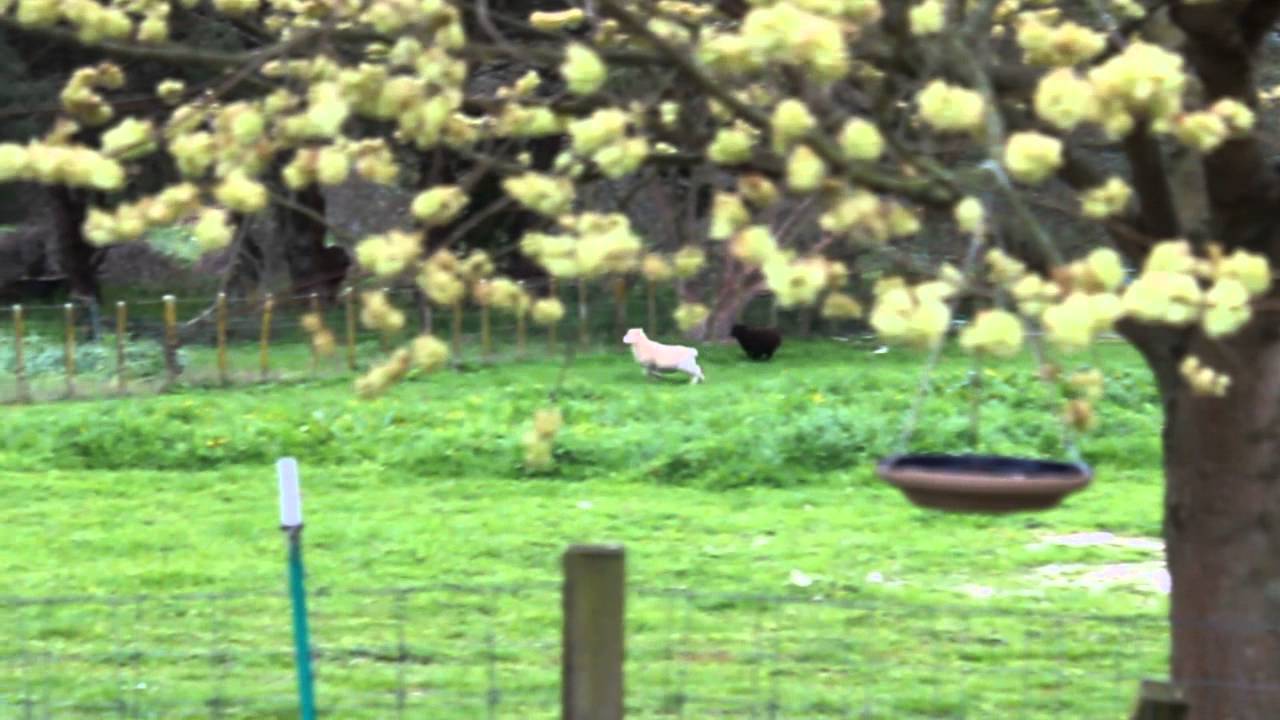 Boots and Watson chasing rabbits - YouTube