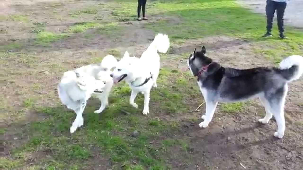 SIBERIAN HUSKY VICIOUS FIGHT - YouTube