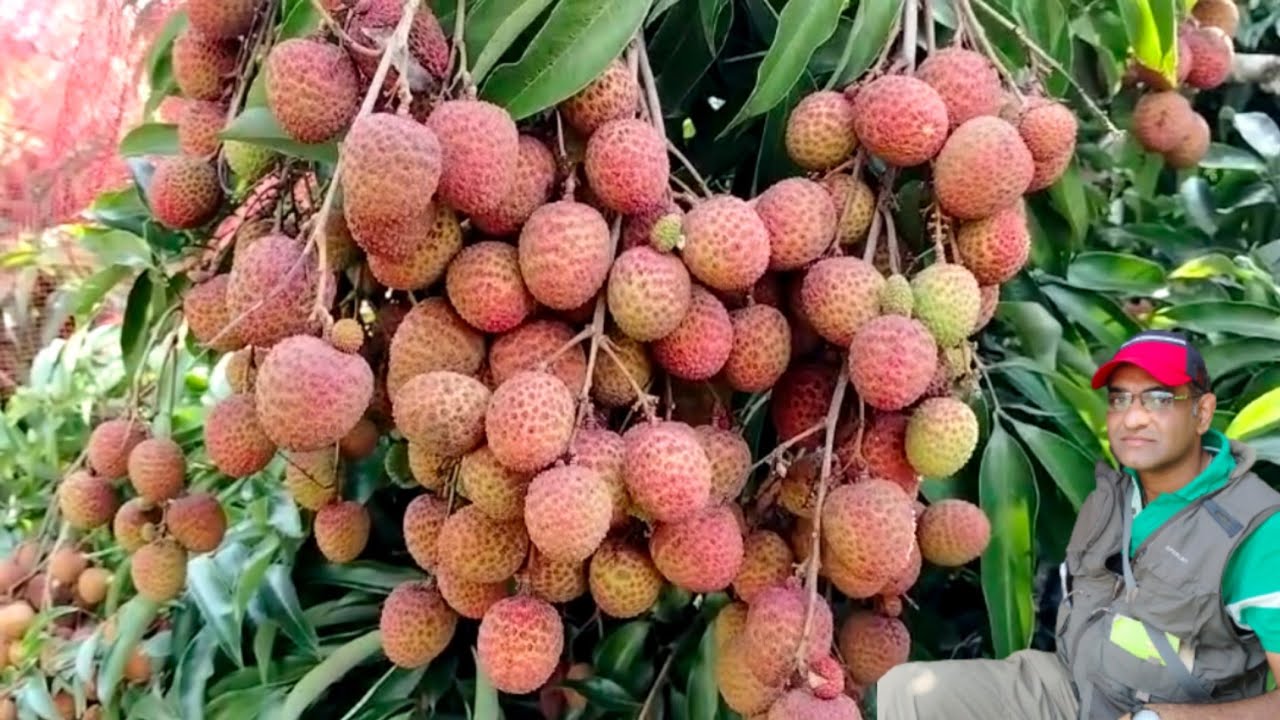 off-season Litchi cultivation/coorg/central Horticultural experiment ...