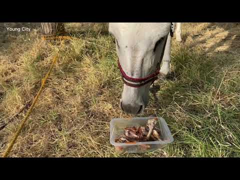 Et yiyen Eşek |meat-eating donkey| | 肉食驢|