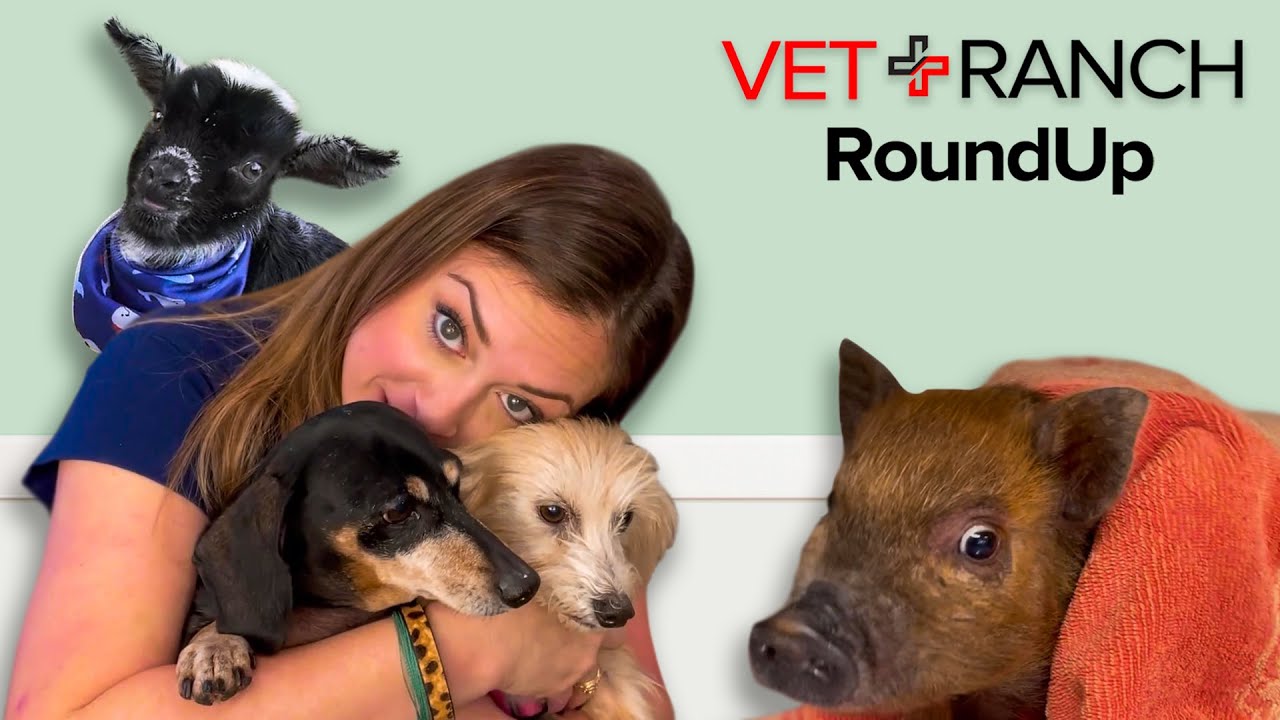BIG Donation to Vet Ranch! ON THIS WEEK's ROUNDUP! - YouTube